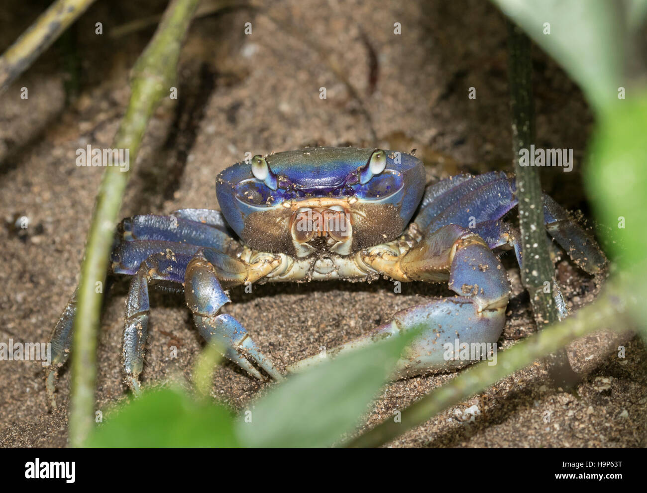 Cardisoma guanhumi: Blue Land Crab Stock Photo - Alamy