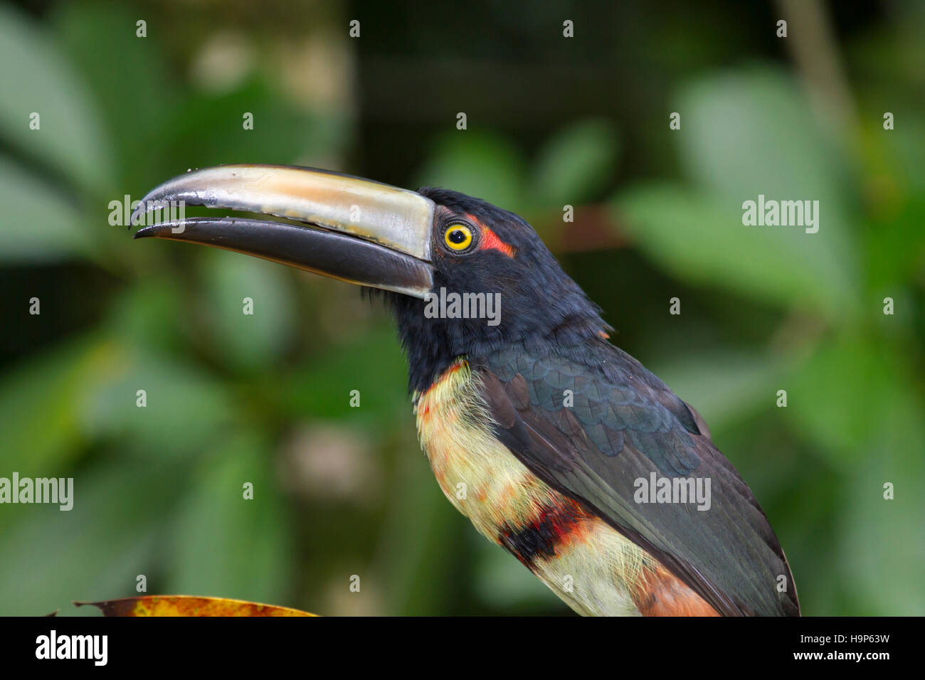 Crouched collared aracari (Pteroglossus torquatus Stock Photo - Alamy