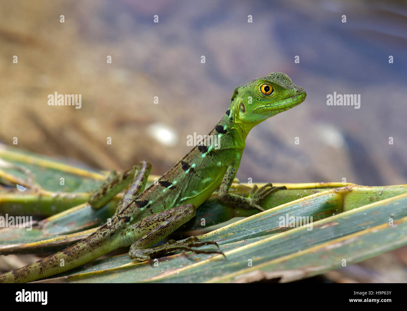 Plumed or green basilisk, Basiliscus plumifrons, close up Stock Photo ...