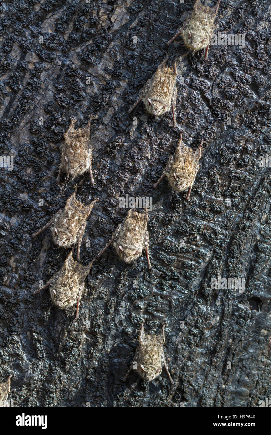 Colony of Proboscis Bat (Rhynchonycteris naso Stock Photo - Alamy