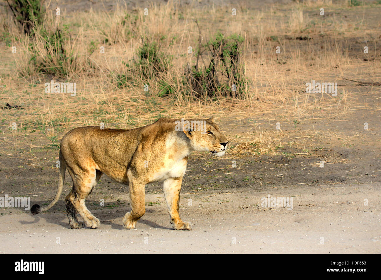 Lioness on hunt hi-res stock photography and images - Alamy