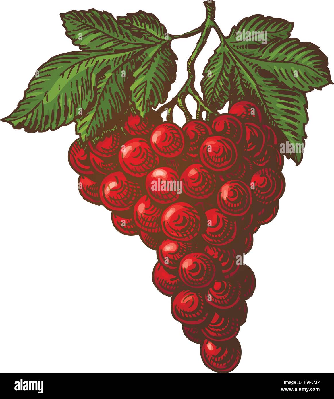 Bunch of grapes. Vector illustration Stock Vector Image & Art - Alamy