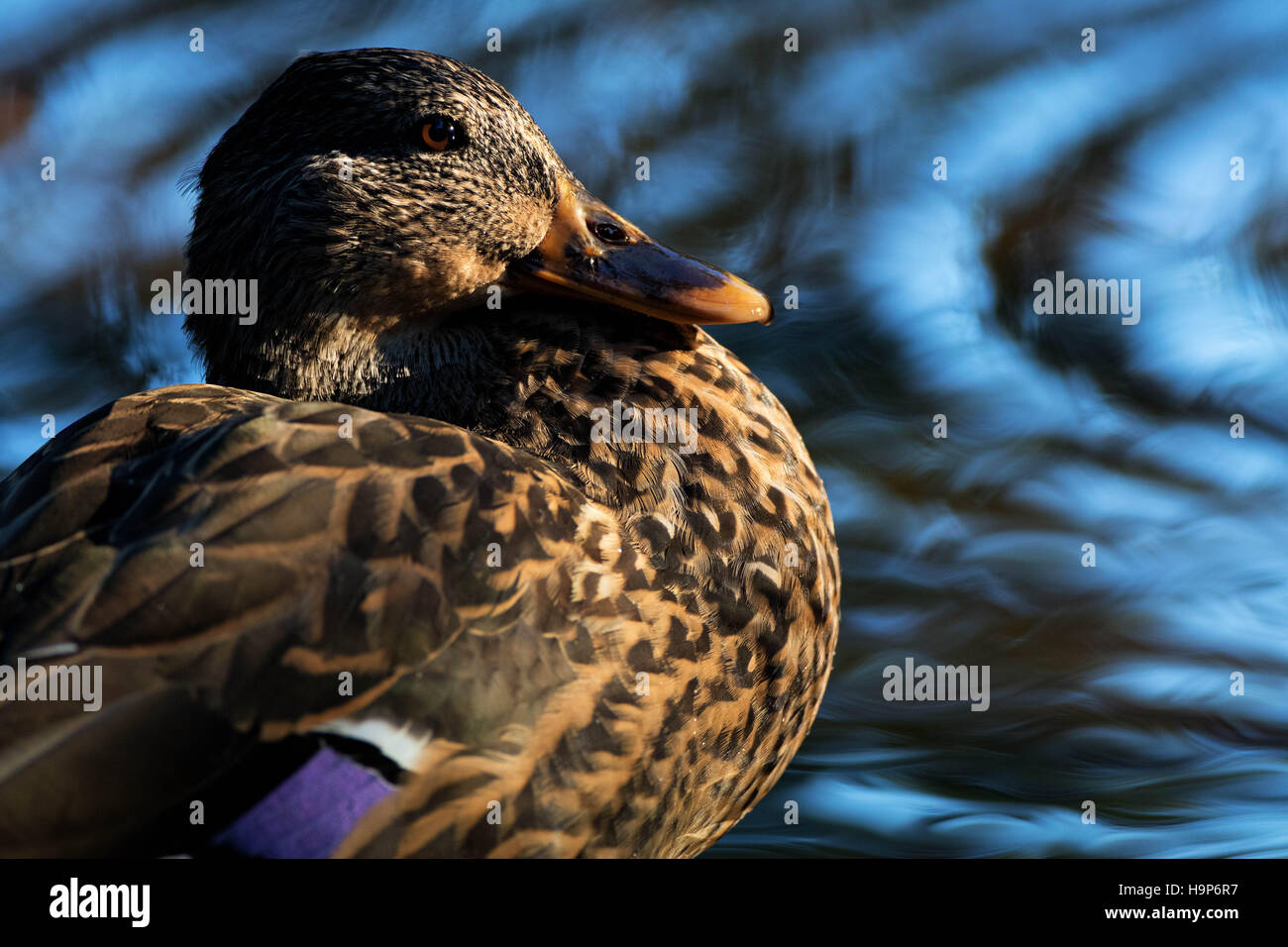 Mallard hen hi-res stock photography and images - Alamy
