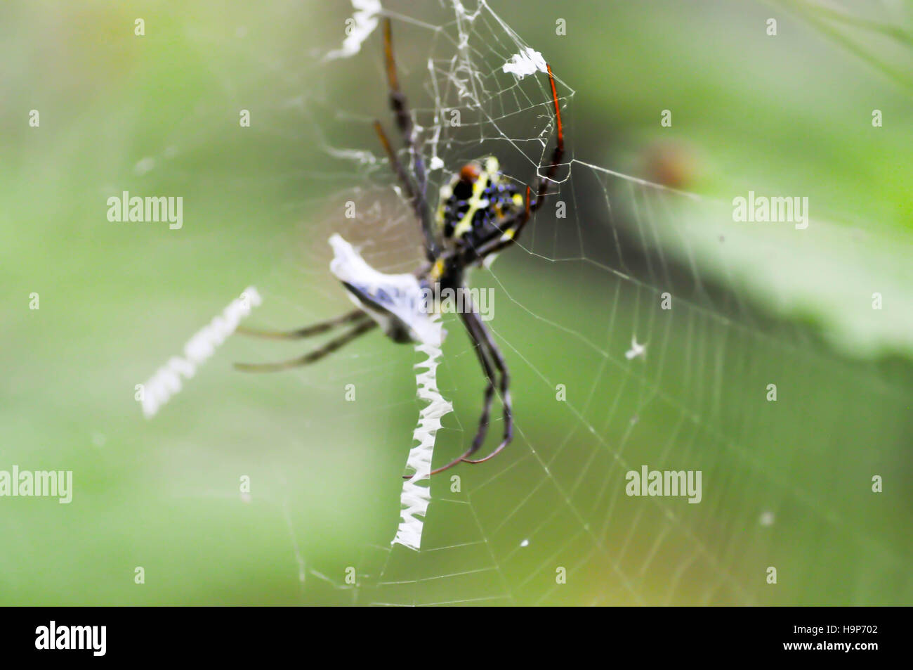 gossamer,web or cobweb and spider in blur background Stock Photo - Alamy