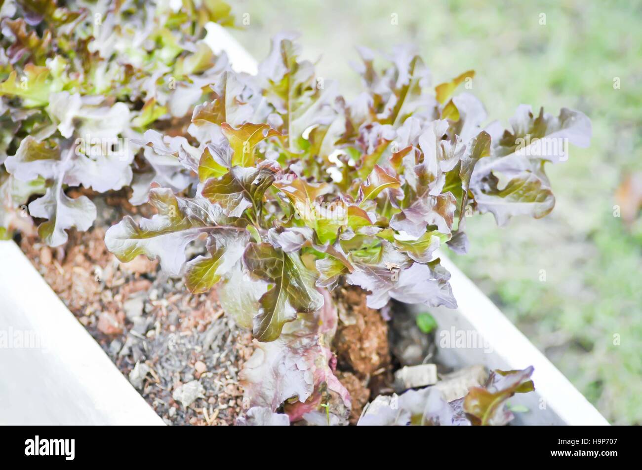 red oak plant,red oak vegetable in the flower pot Stock Photo - Alamy