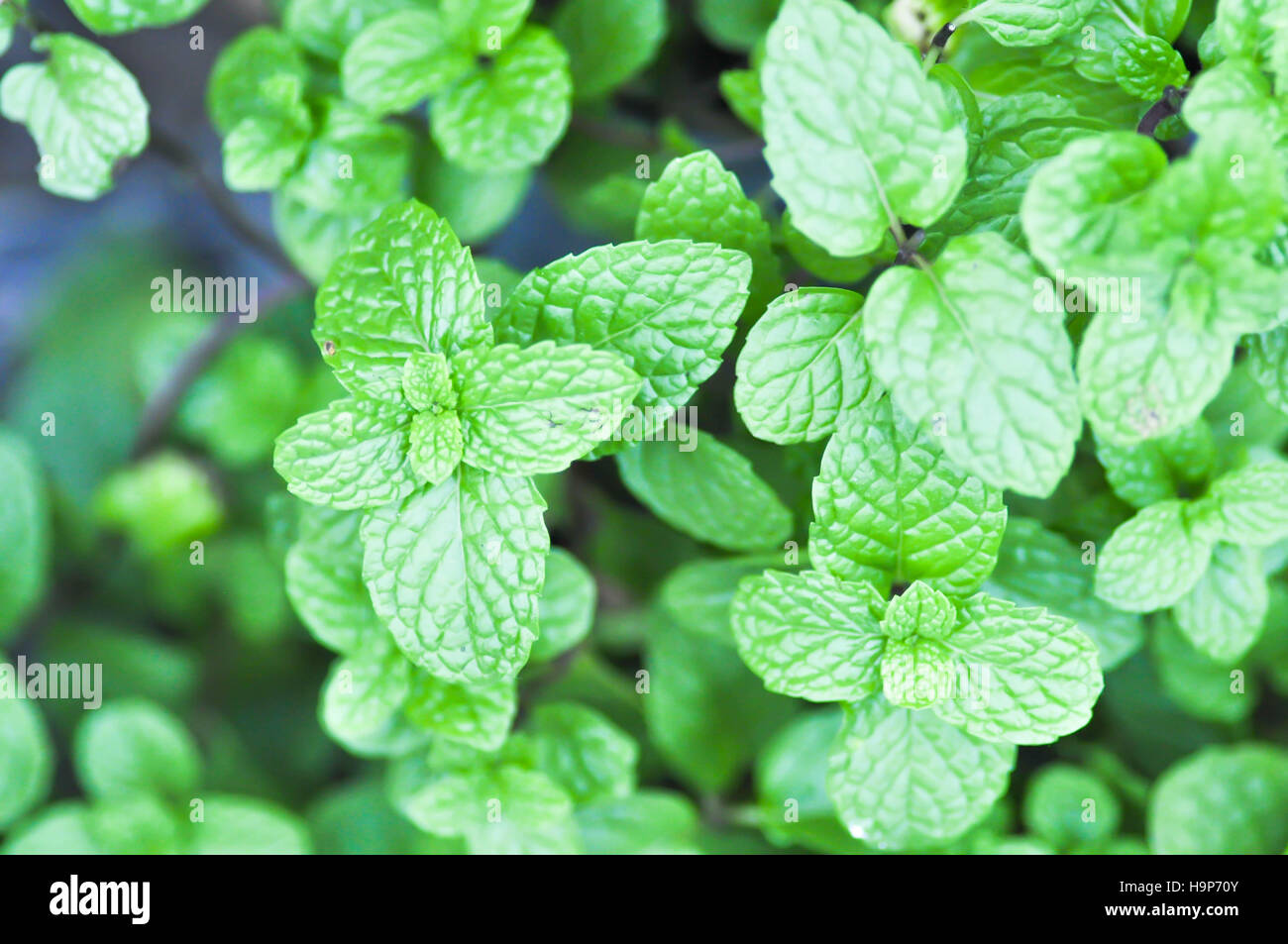 peppermint plant, marsh mint plant or mentha cordifolia plant Stock ...