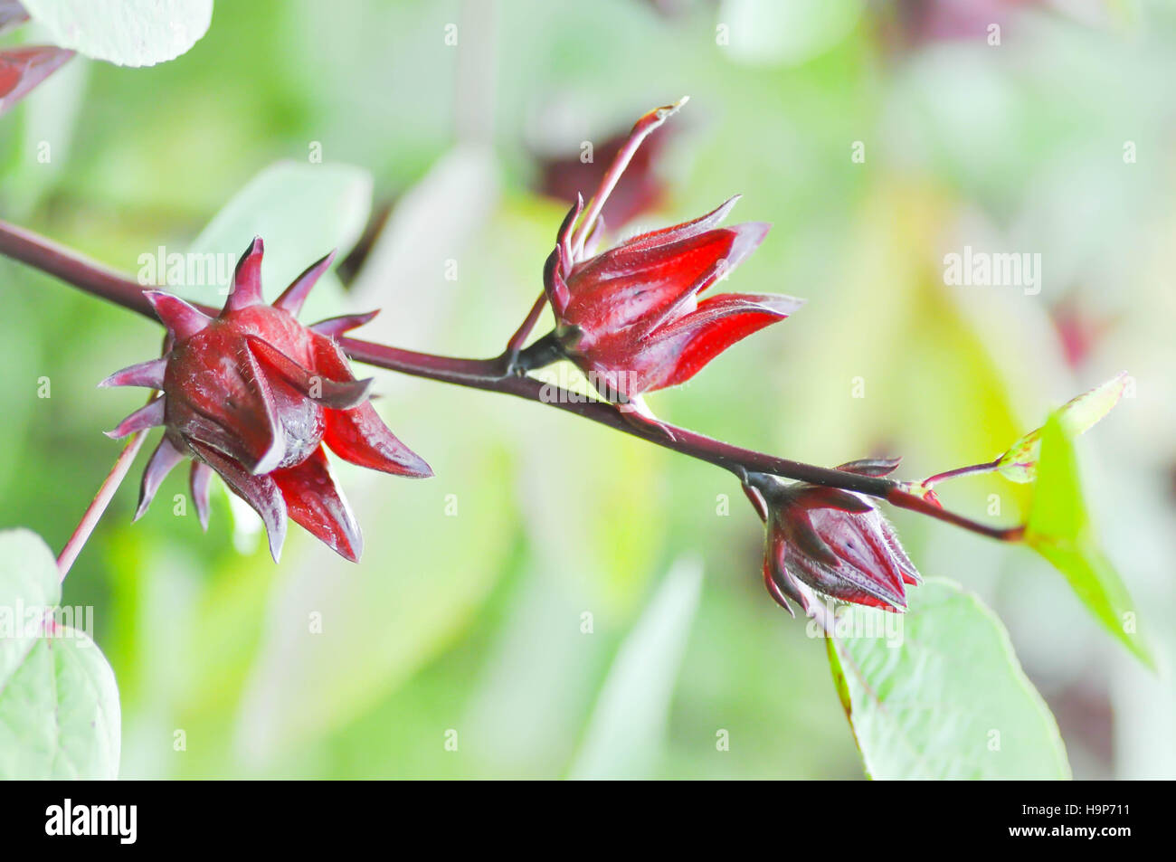 roselle plant or red Sorrel plant Stock Photo - Alamy