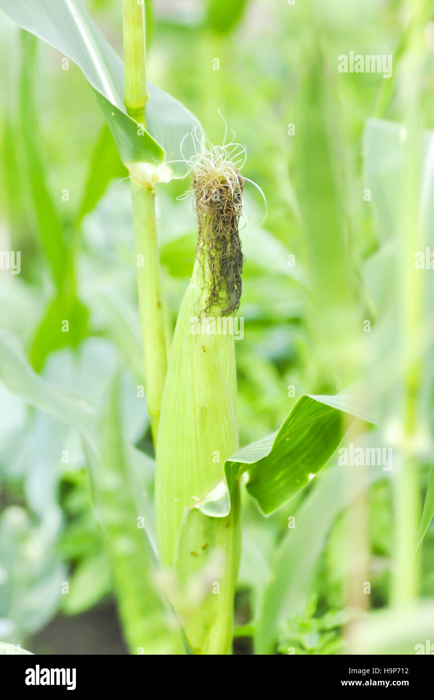 corn plant in the vegetable garden , corn plant Stock Photo - Alamy