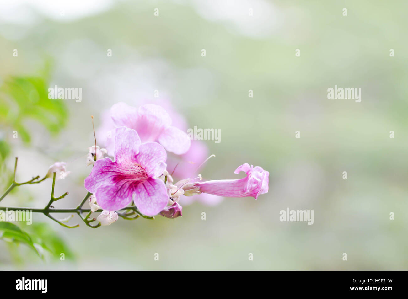 Zimbabwe creeper, Pink Trumpet Vine or Trumpet Vine(Podranea ...
