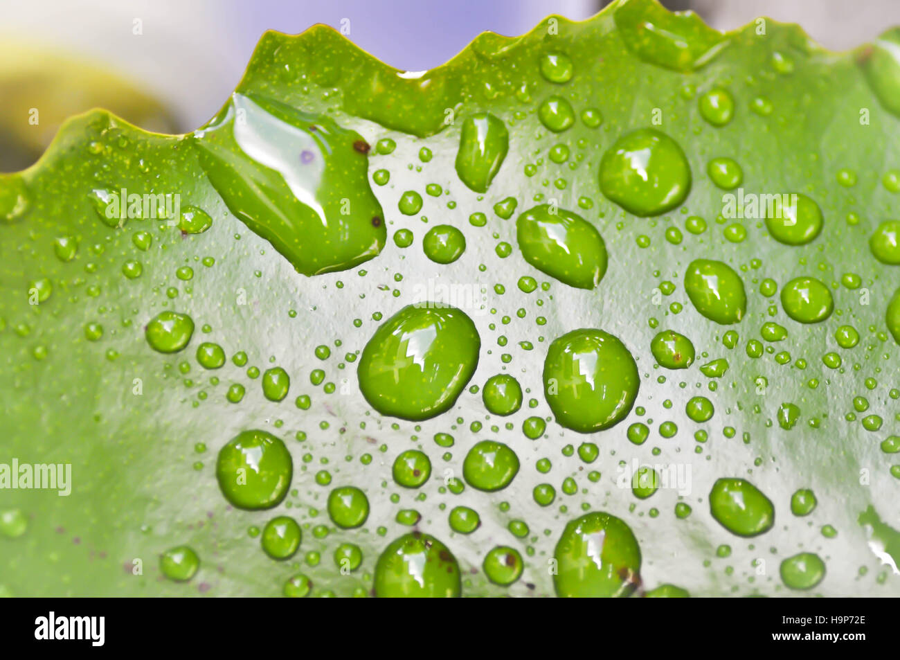 dew drop on green lotus leaf Stock Photo - Alamy