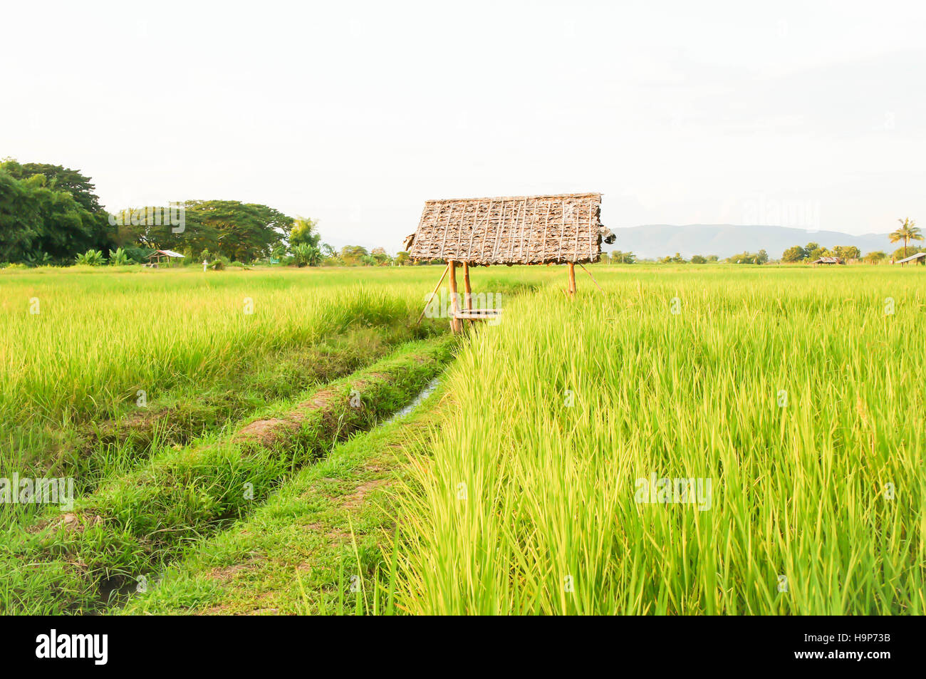 rice field or paddy field Stock Photo - Alamy