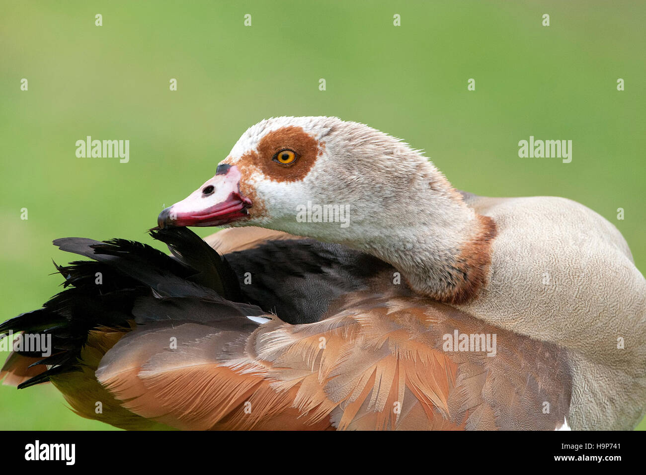Egyptian Goose Preening closeup Stock Photo - Alamy