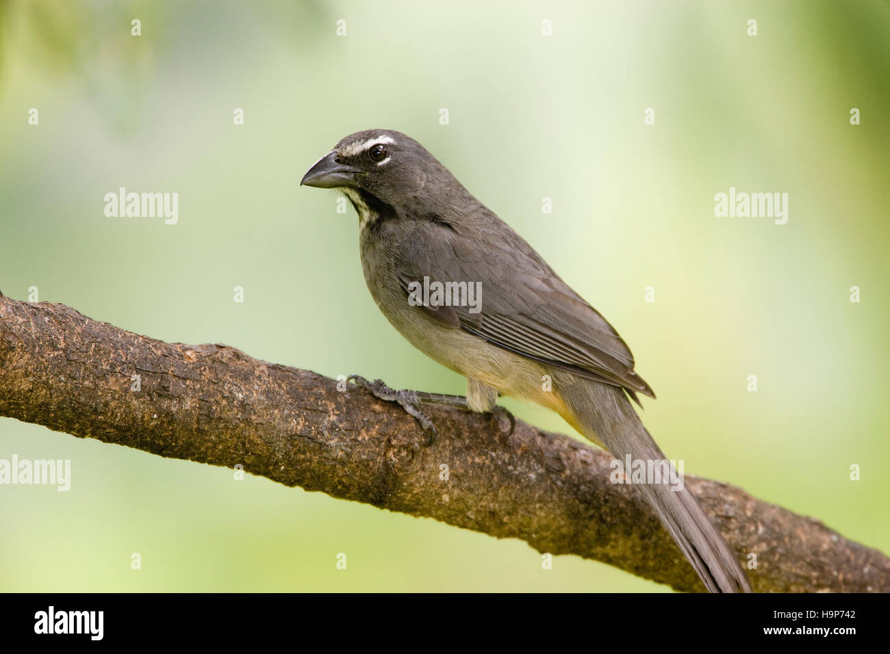 Saltator coerulescens hi-res stock photography and images - Alamy