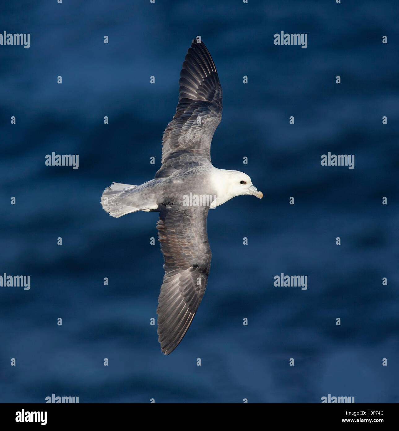 Fulmar glacialis over water hi-res stock photography and images - Alamy