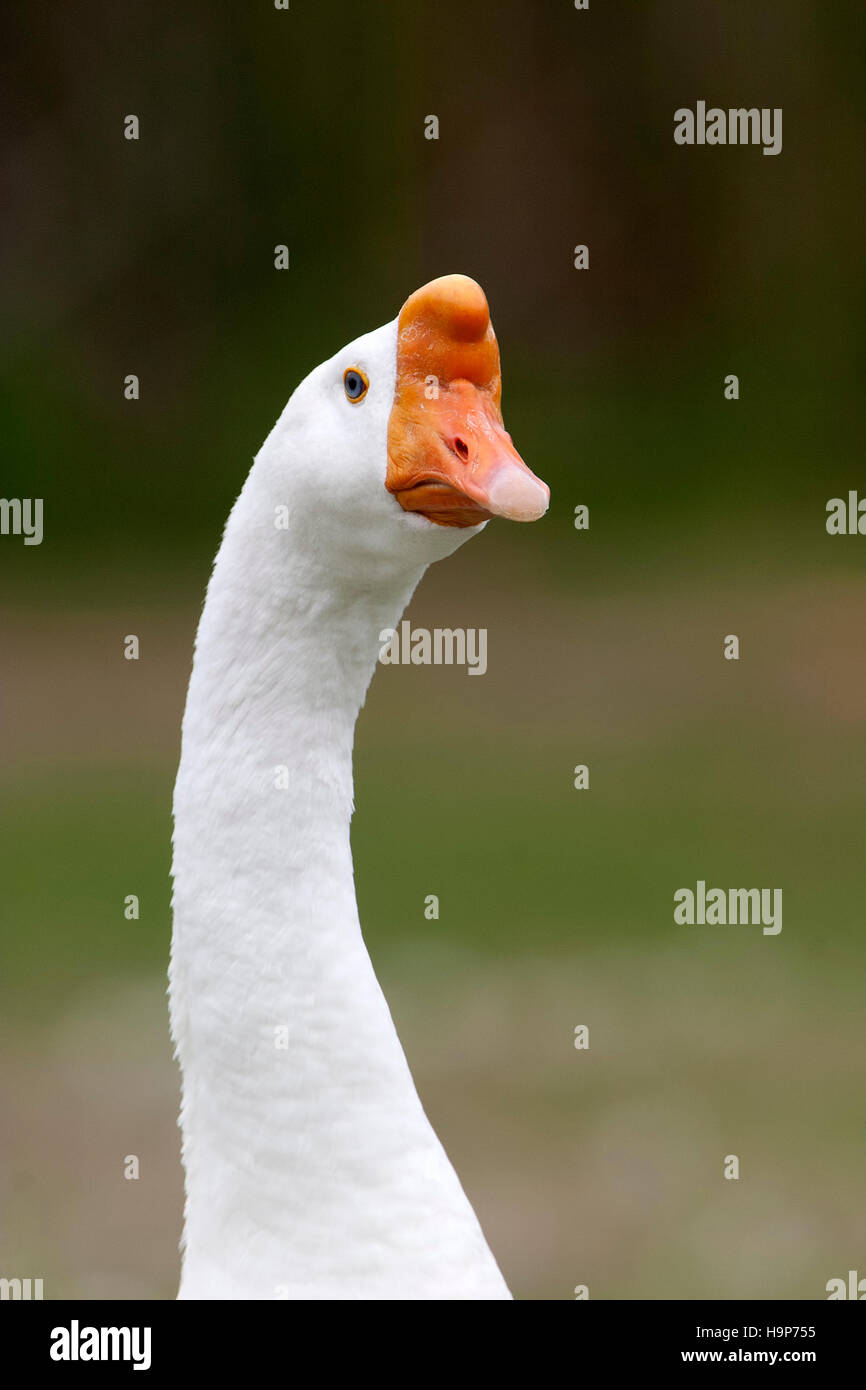 White Chinese Goose High Resolution Stock Photography and Images - Alamy