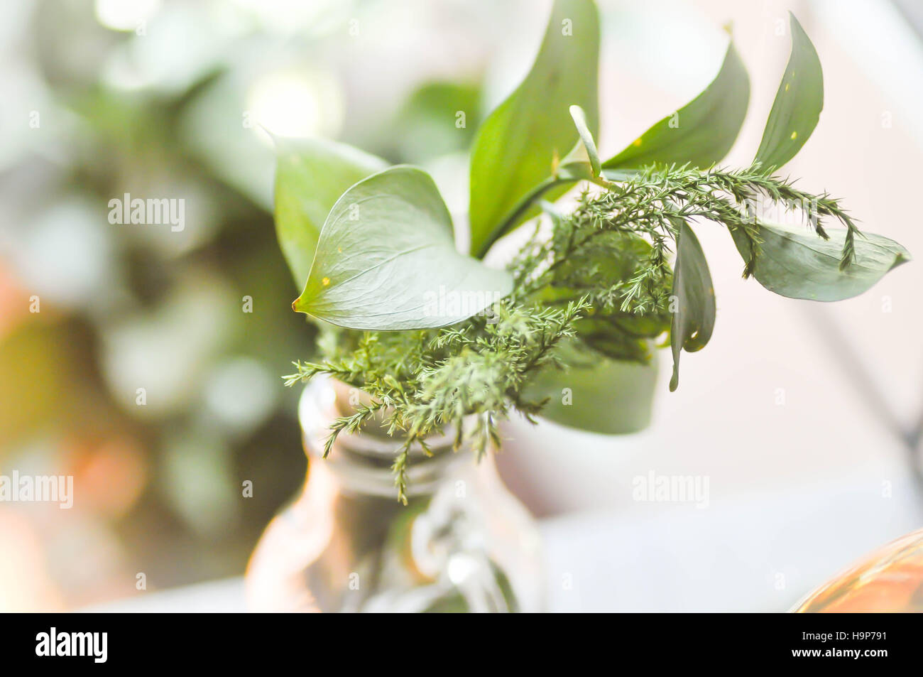 green leaf in the vase Stock Photo - Alamy