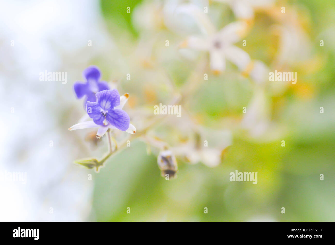 Petrea volubilis flower in the garden Stock Photo - Alamy