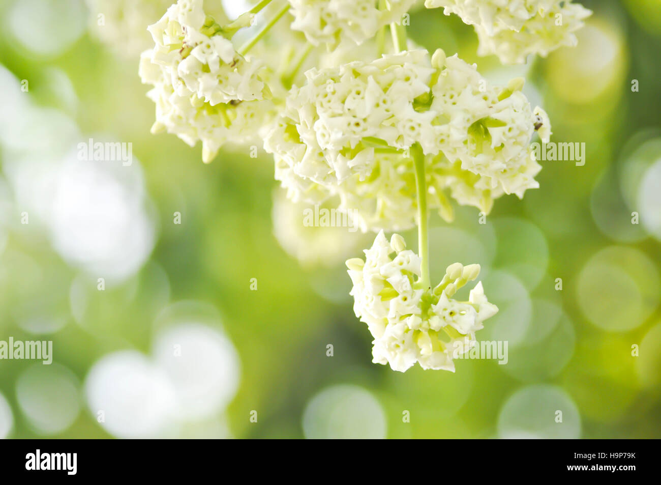 Dita, Devil Tree or Alstonia scholaris flower in the garden Stock Photo ...
