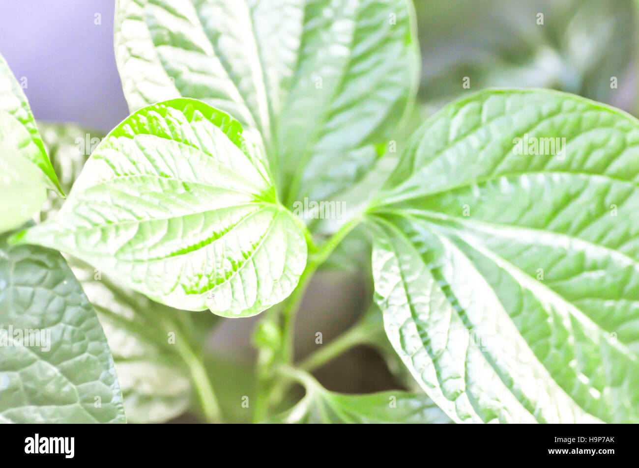 Piper sarmentosum leaf or Piper sarmentosum plant Stock Photo - Alamy