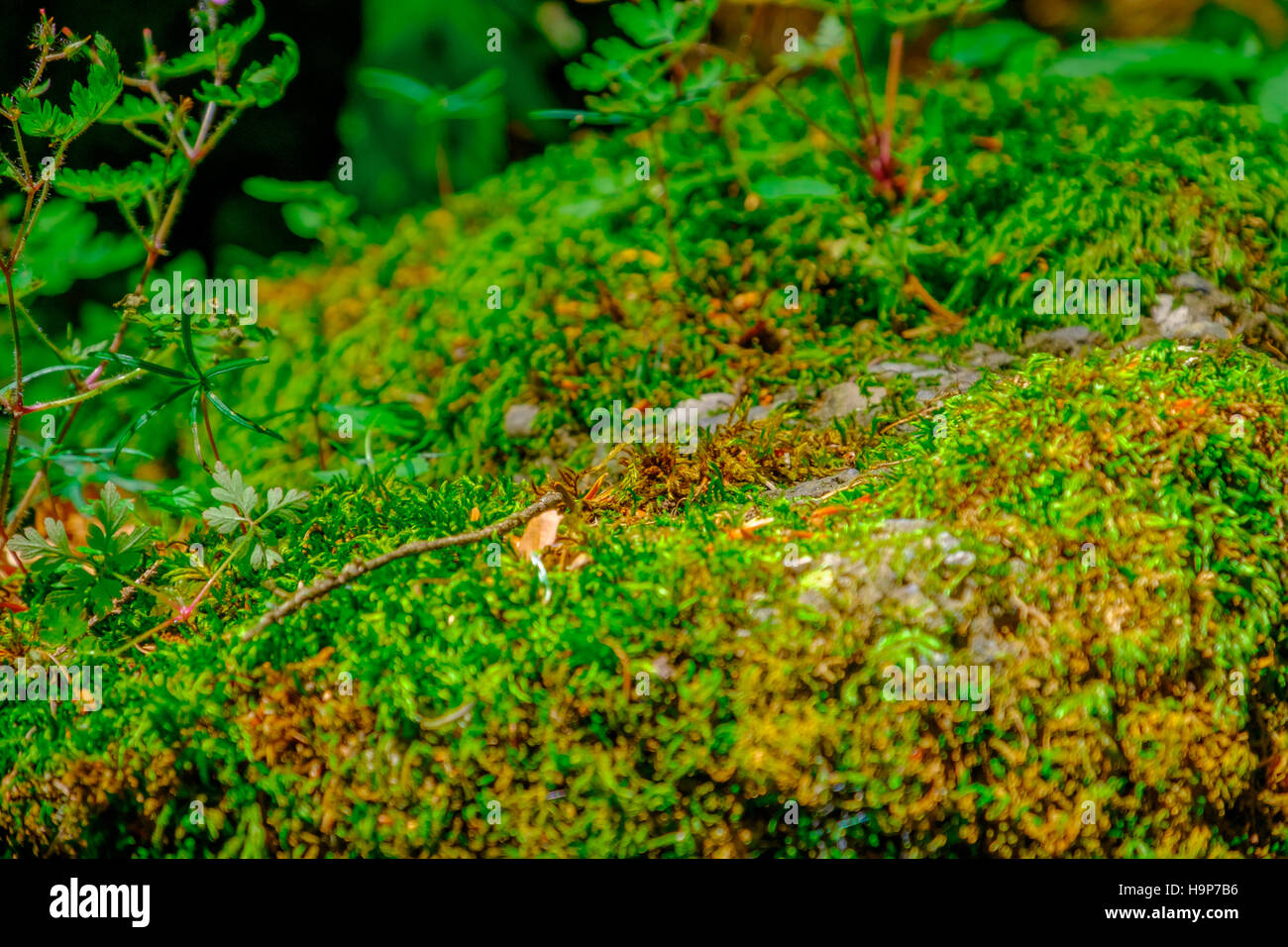 Tree moss hi-res stock photography and images - Alamy