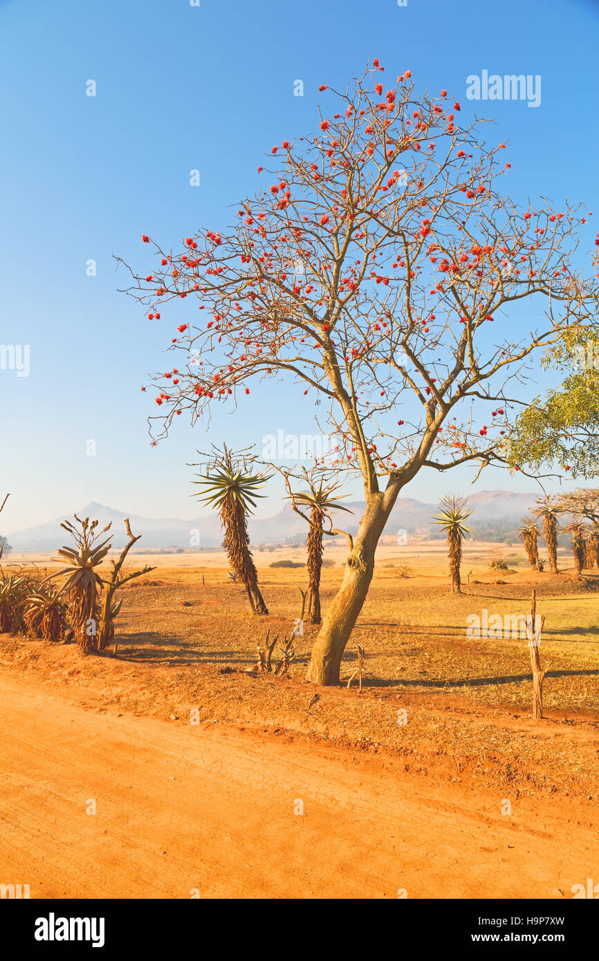 blur in swaziland mlilwane wildlife nature reserve mountain and tree ...