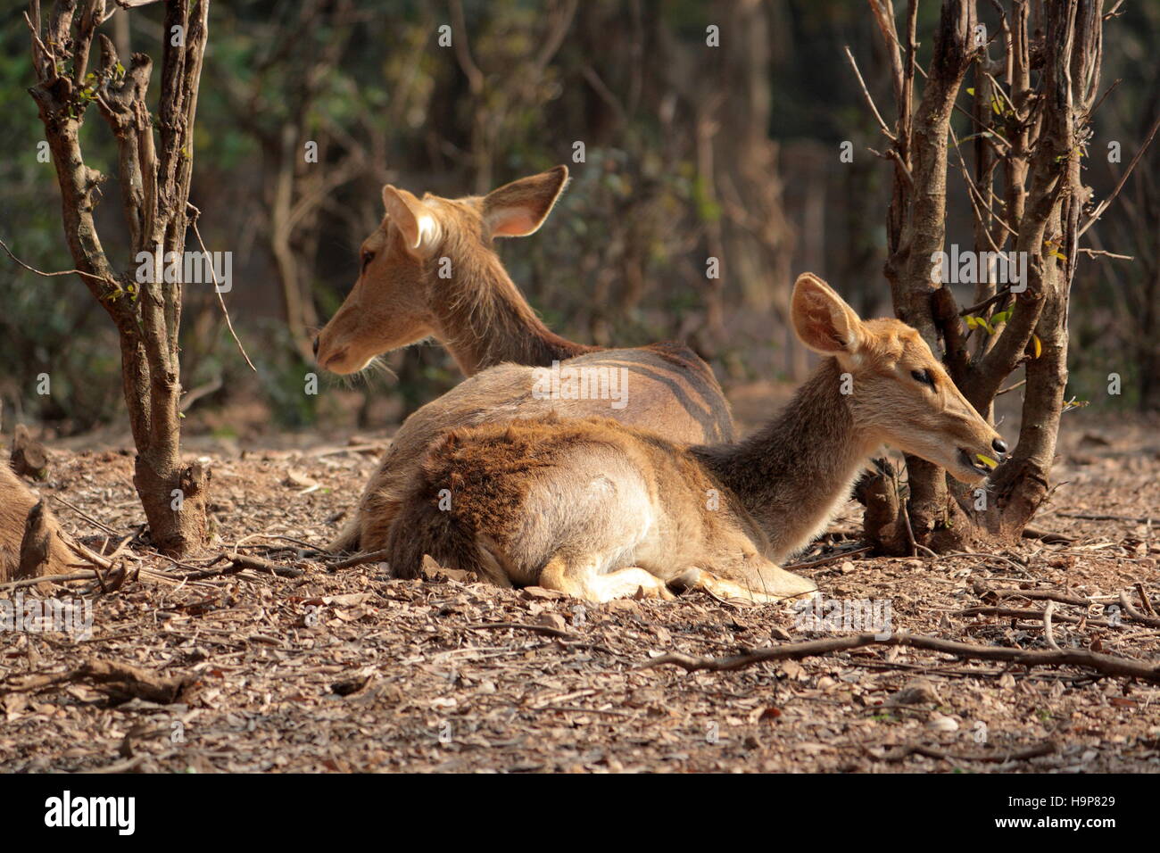 The Indian hog deer Stock Photo - Alamy