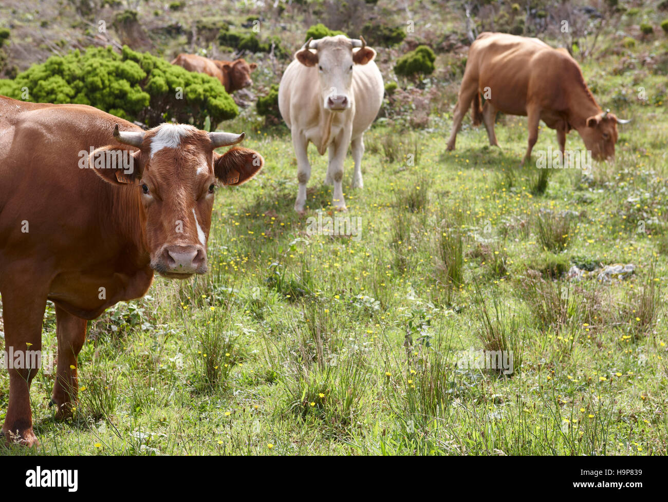 Registrated cows on the countryside in Flores island. Azores, Portugal ...