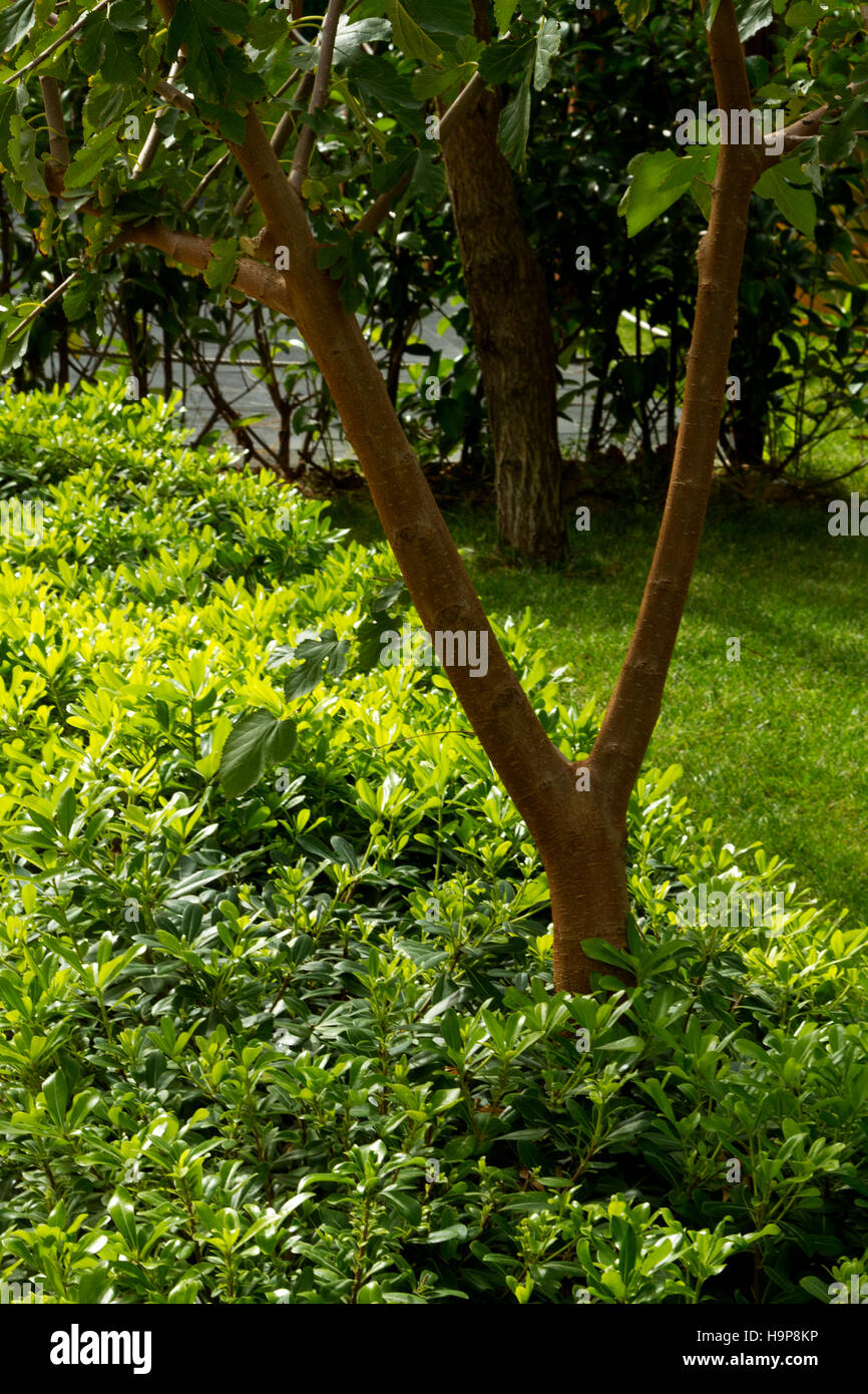 Tree grass bush nature hi-res stock photography and images - Alamy