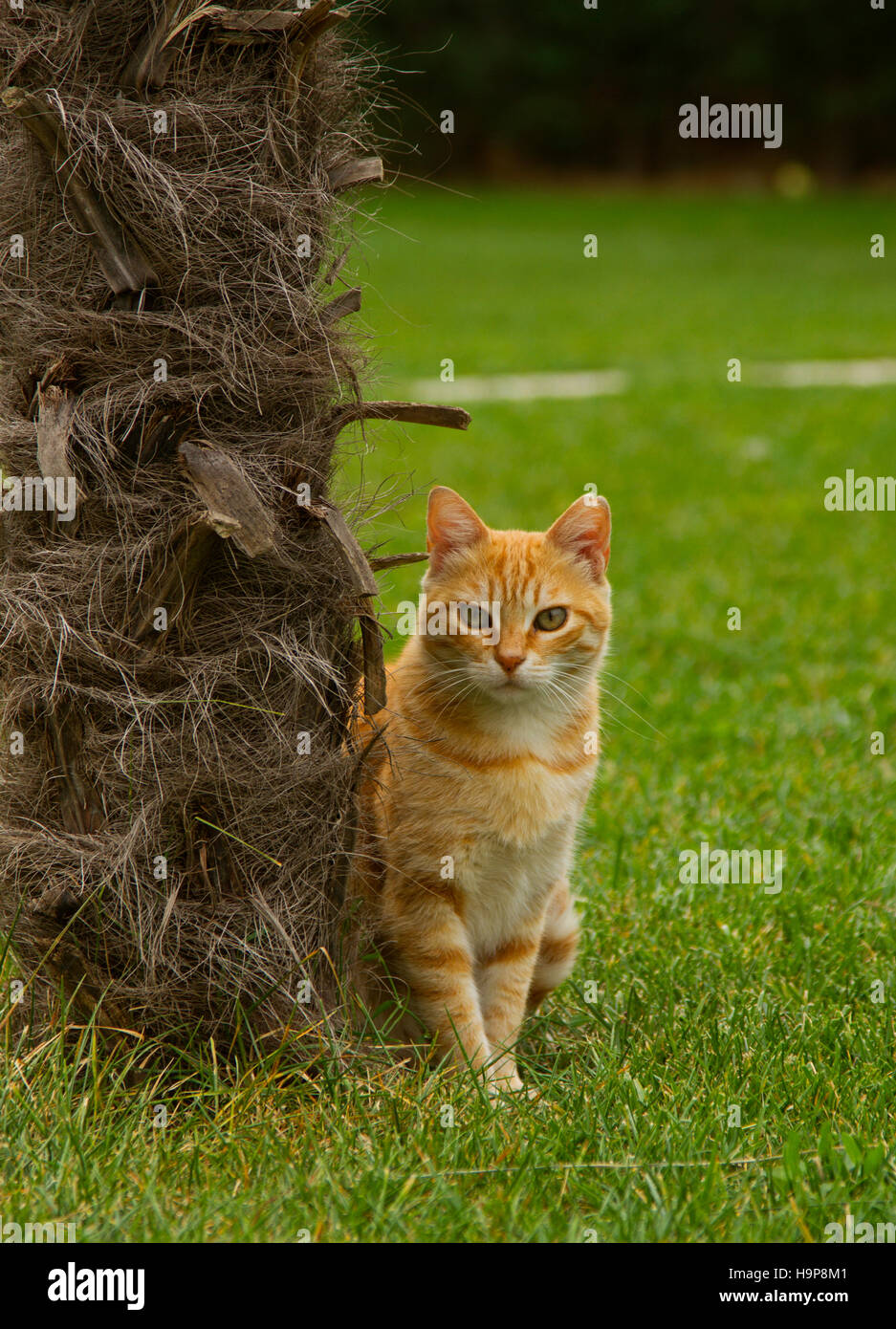 Orange cat is seating near palm on the green grass Stock Photo - Alamy
