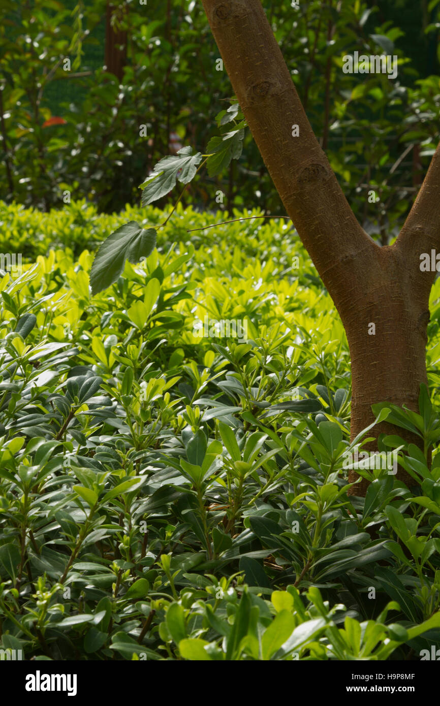 Tree and green lush in the garden Stock Photo - Alamy
