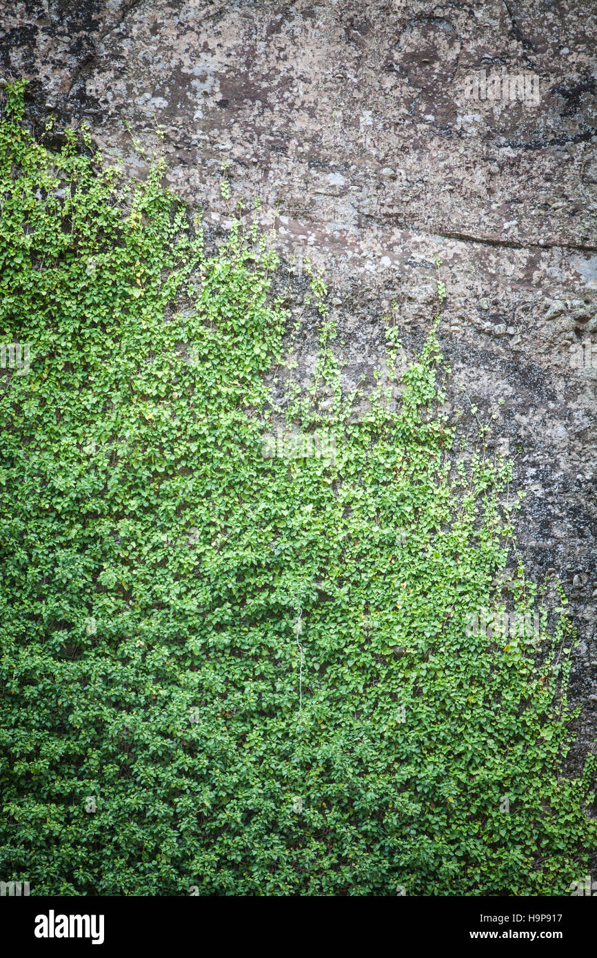 Color image of some plants growing on a rock Stock Photo - Alamy