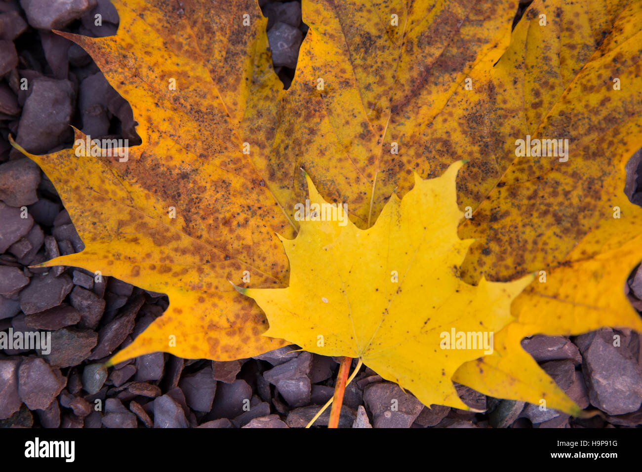 Yellowing leaves on maple hi-res stock photography and images - Alamy