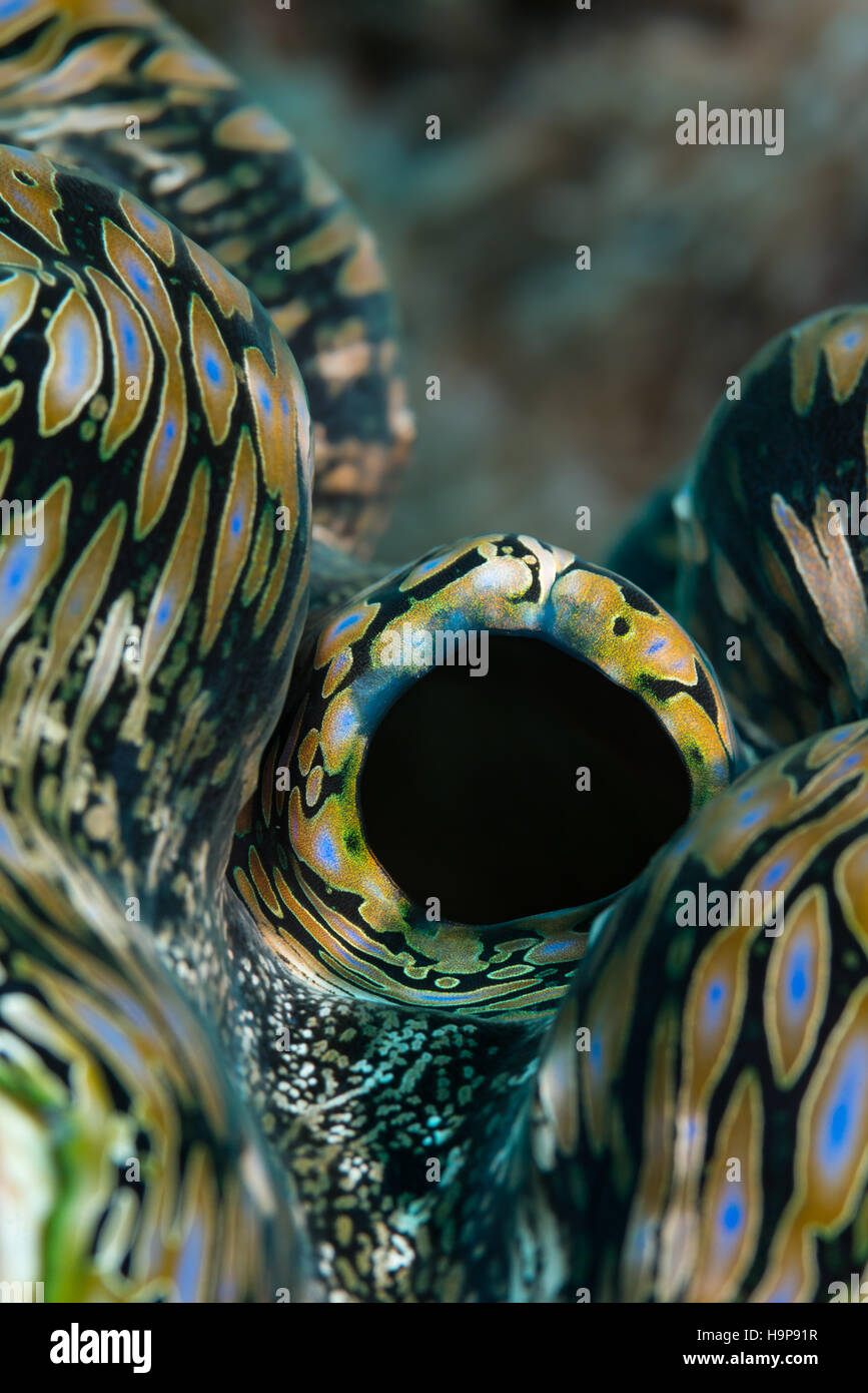Abstract portrait aspect macro of fluted giant clam (Tridacna squamosa ...