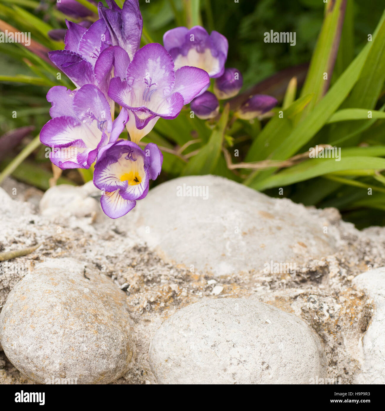 small flower violet Stock Photo - Alamy