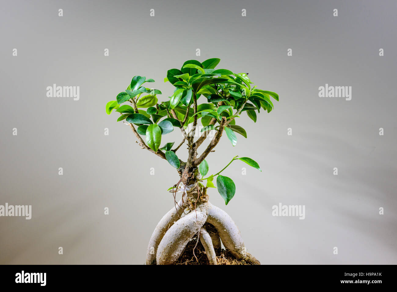 Bonsai in natural light hi-res stock photography and images - Alamy