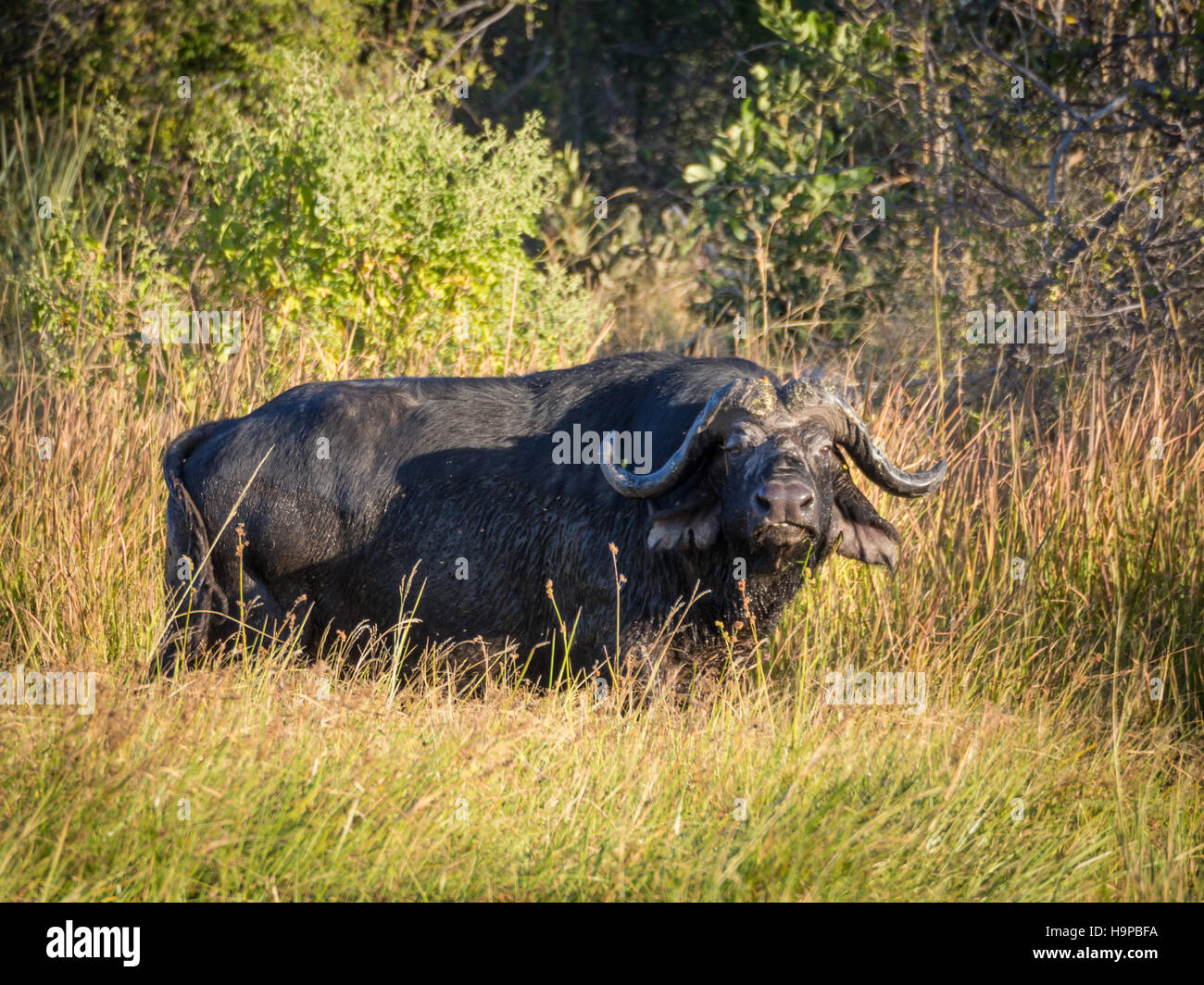 Water buffalo horn hi-res stock photography and images - Alamy