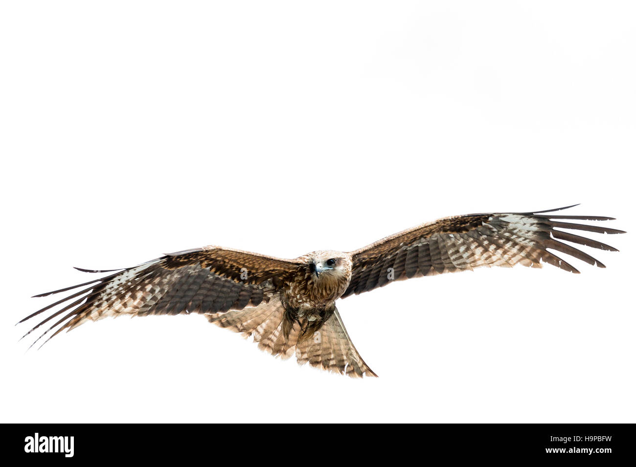 Japan, Akashi. Bird of prey. Black Kite, black-eared kite (Milvus ...