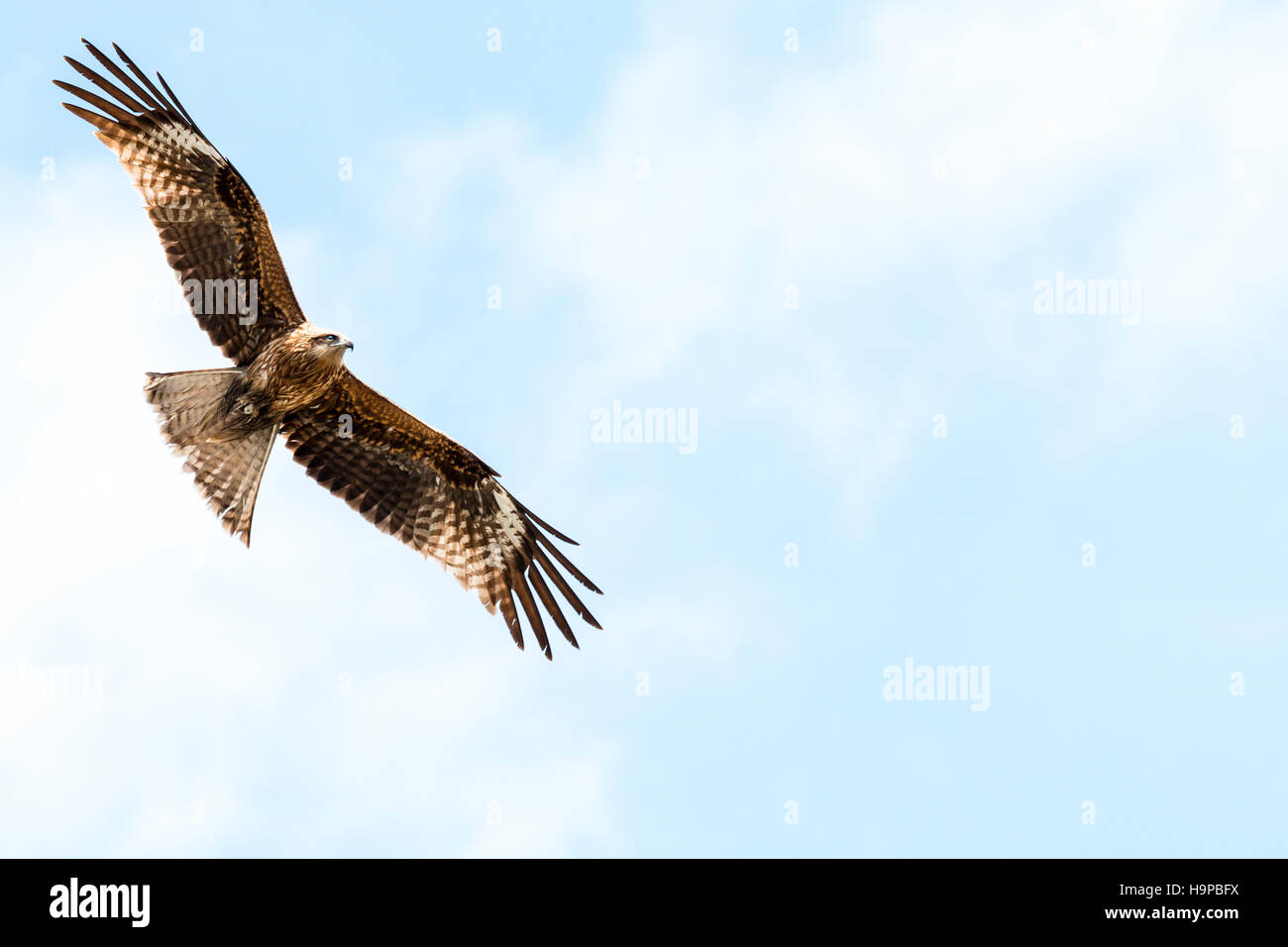 Japan, Akashi. Bird of prey. Black Kite, black-eared kite (Milvus ...