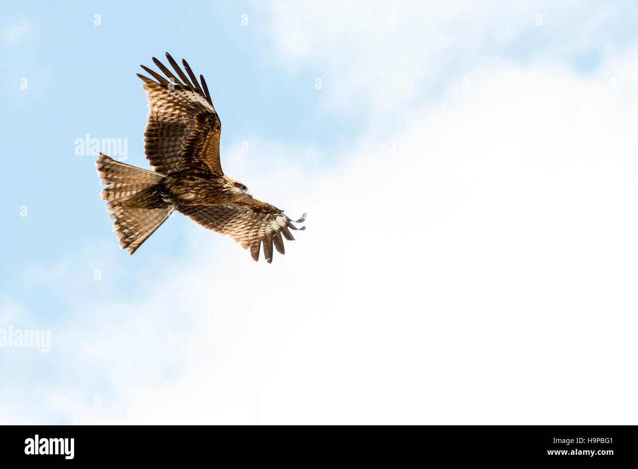 Japan, Akashi. Bird of prey. Black Kite, black-eared kite (Milvus ...