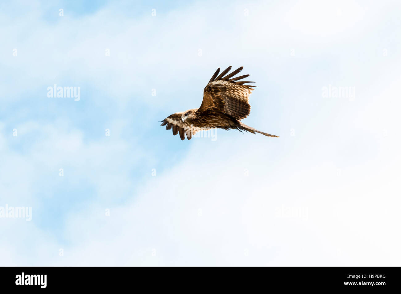 Japan, Akashi. Bird of prey. Black Kite, black-eared kite (Milvus ...