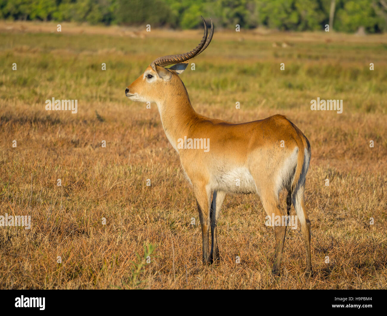 Majestic red lechwe antelope bull with large antlers in savannah ...