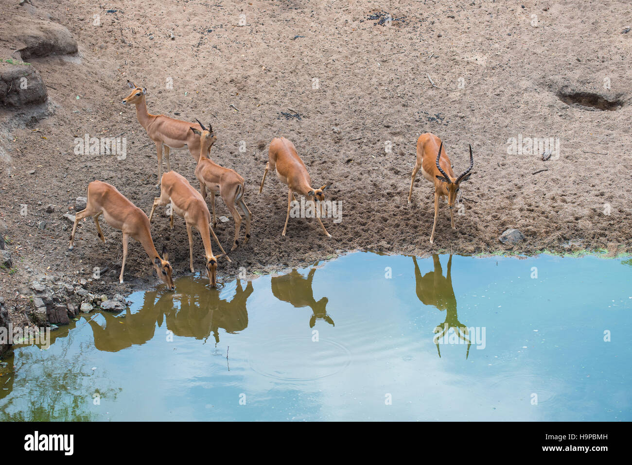 Impala drinking water with their reflections visible Stock Photo - Alamy