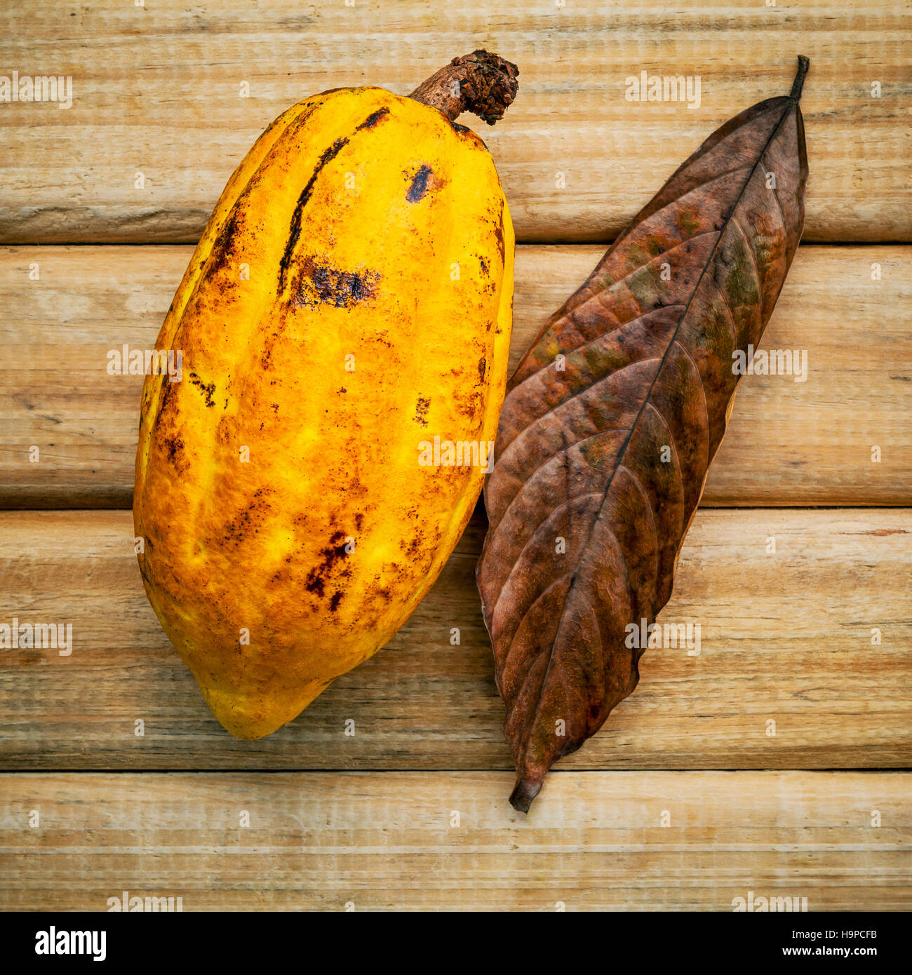 Ripe Indonesia's cocoa setup on rustic wooden background Stock Photo ...
