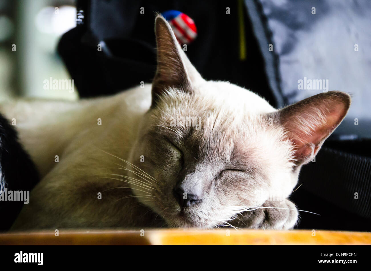 The cat Sleeping on the Wood Table Stock Photo - Alamy