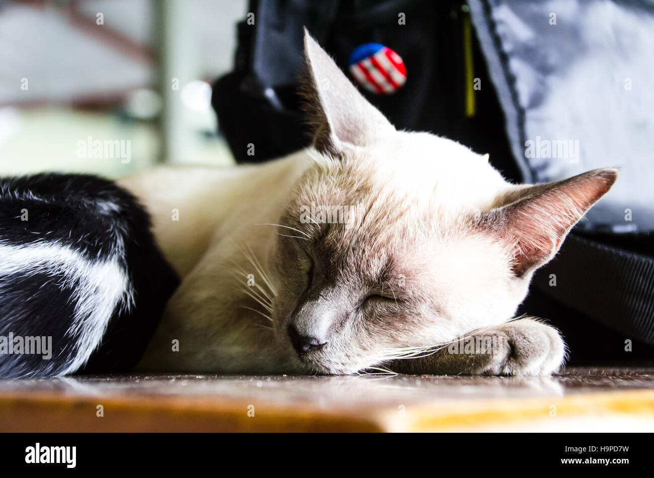 The cat Sleeping on the Wood Table Stock Photo - Alamy