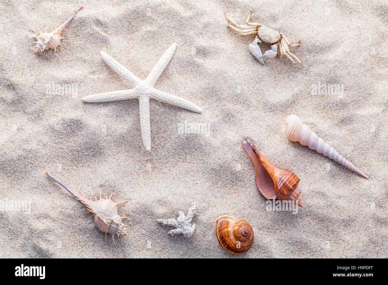 Sea shells,starfish and crab on beach sand for summer and beach Stock ...