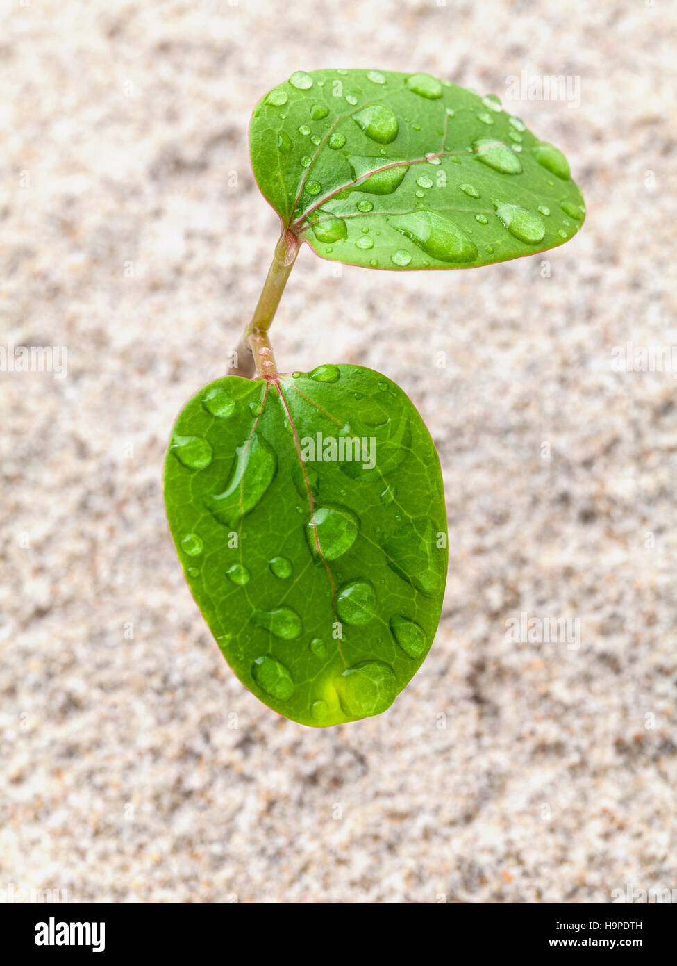 Close up raindrop on young plant growing in spring time. the beg Stock ...