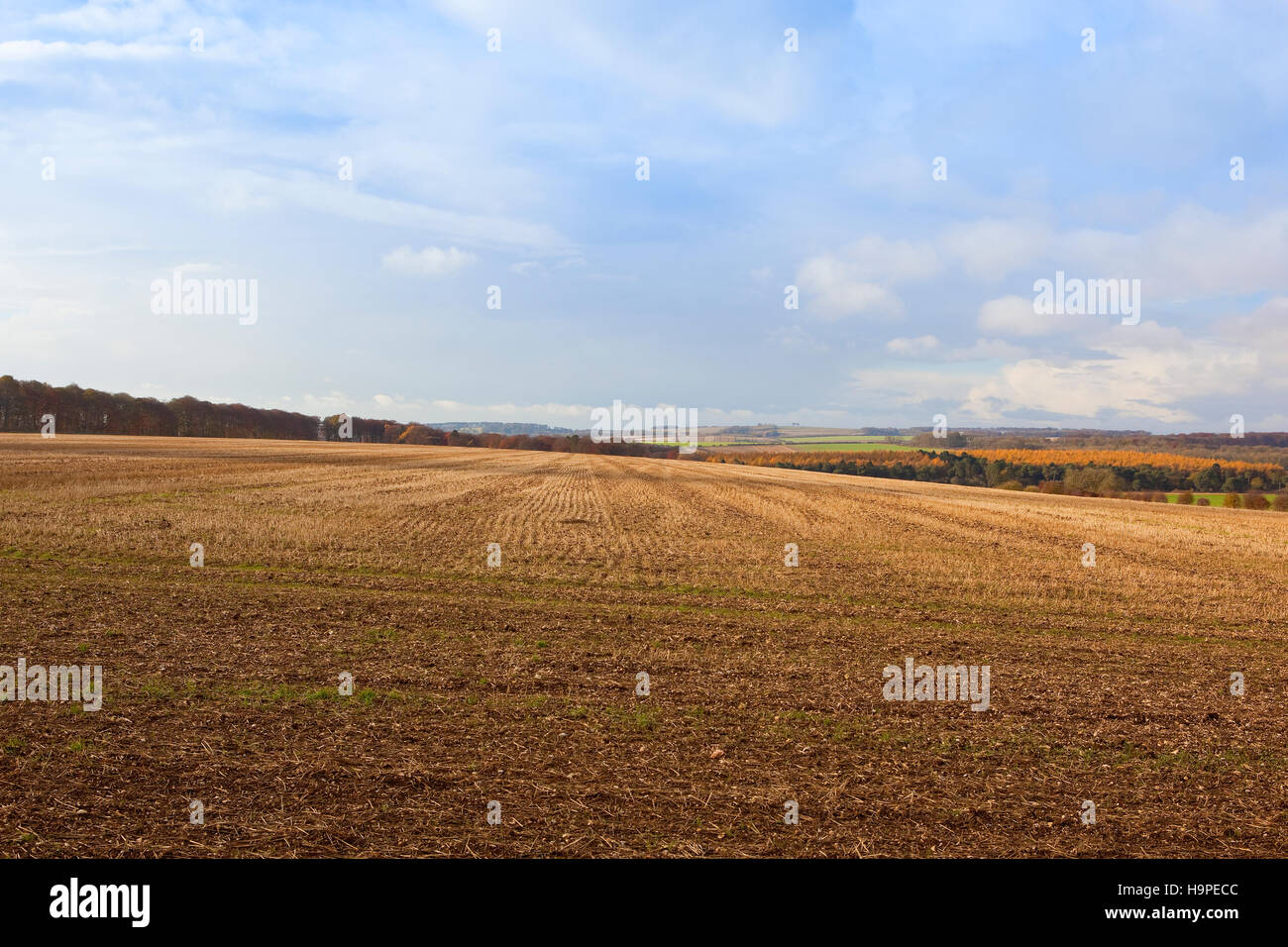 Cultivated stubble fields in the scenic landscape of the Yorkshire ...