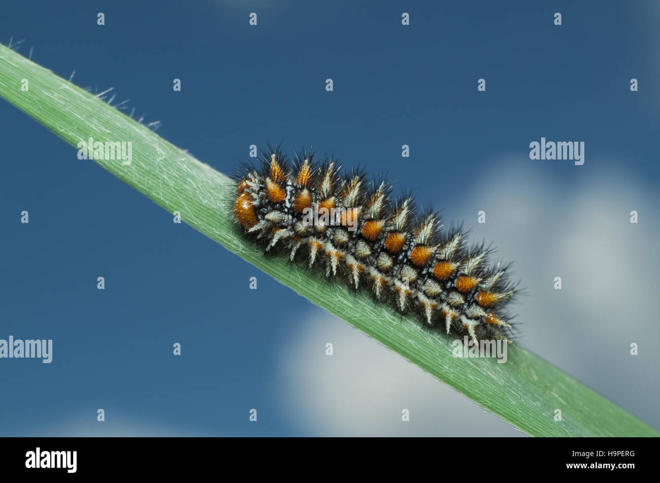Caterpillar (larva) of the red-band or spotted fritillary butterfly ...