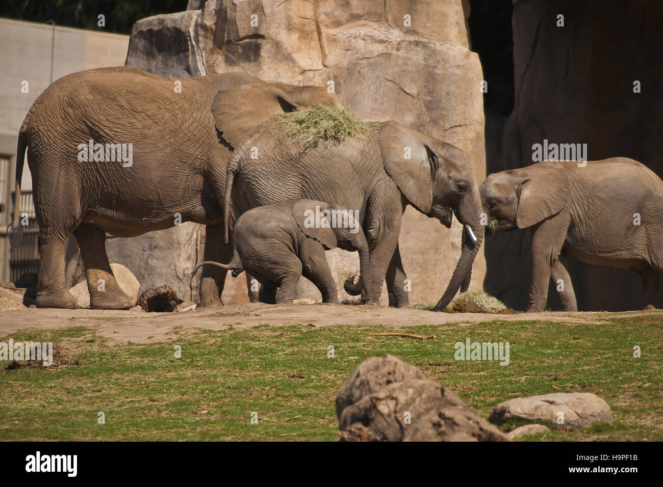 baby elephant defecating near mother and herd Stock Photo - Alamy